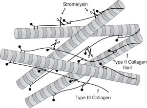 Collagen Biology and Genetic Disorders Lab | UW Orthopaedics and Sports ...